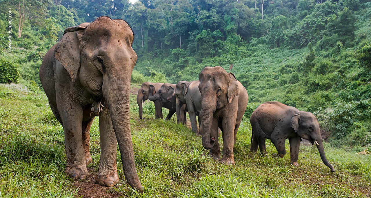 Laos Elephant Camp Tour | 3 Days/ 2 Nights | Laos Travel